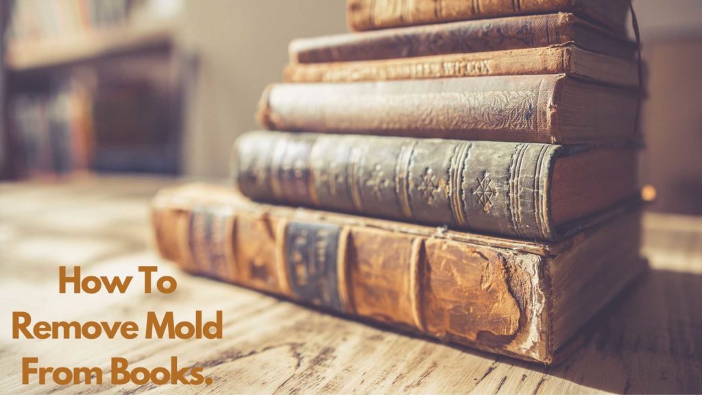 How to Remove Mold from Books (Step by Step) | Sheepbuy Blog